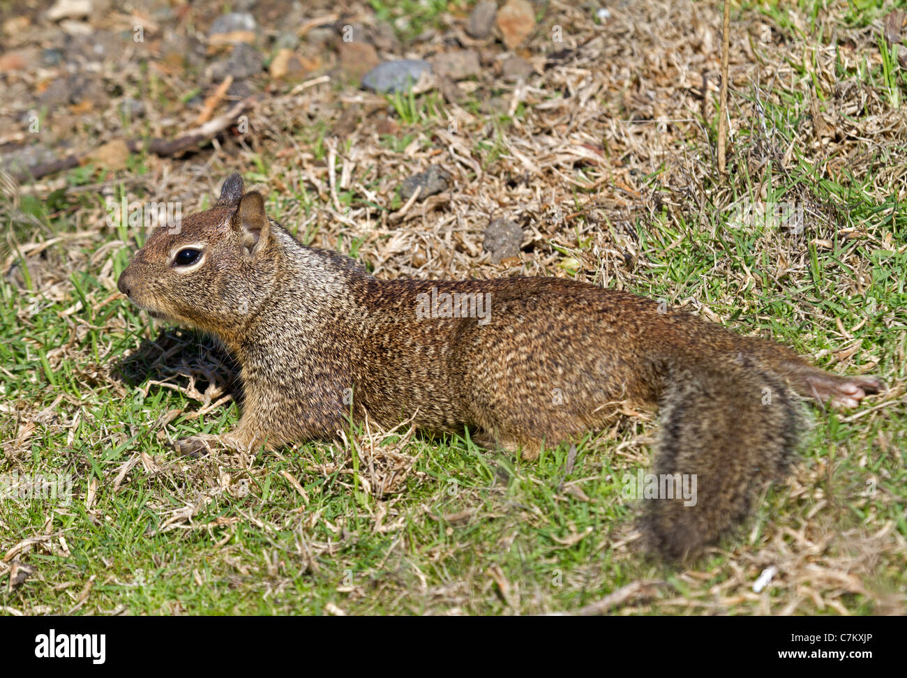 Ground squirrels usa hi-res stock photography and images - Alamy