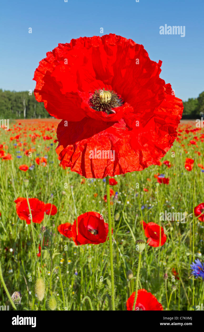 Ababol hi-res stock photography and images - Alamy