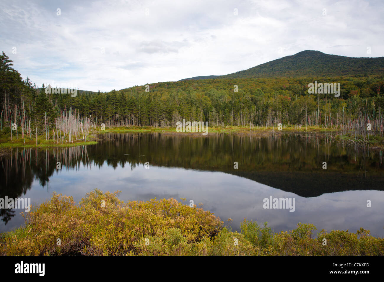 Wetlands area / pond along Old Cherry Mountain Road in the White ...