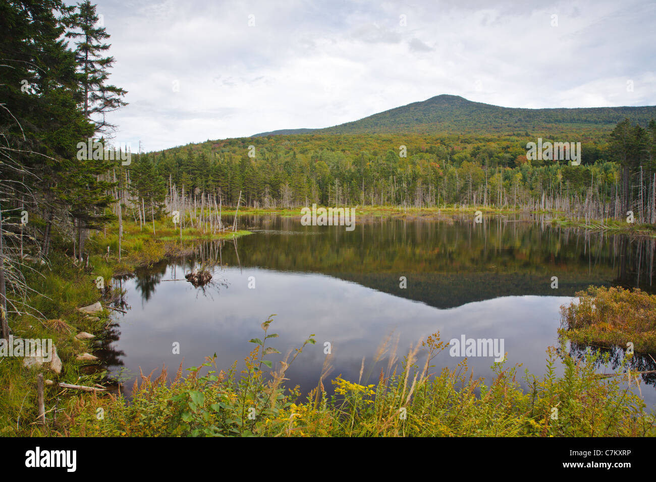 Wetlands area / pond along Old Cherry Mountain Road in the White ...