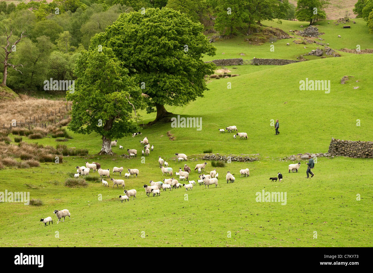 Shepherds and dogs bringing in the sheep on Lake District hill farm ...