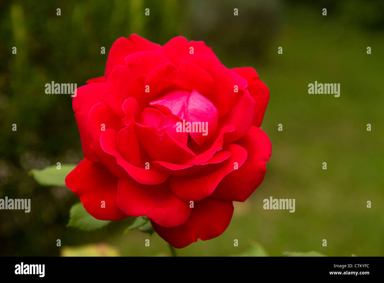 Red rose in a French Garden Stock Photo - Alamy