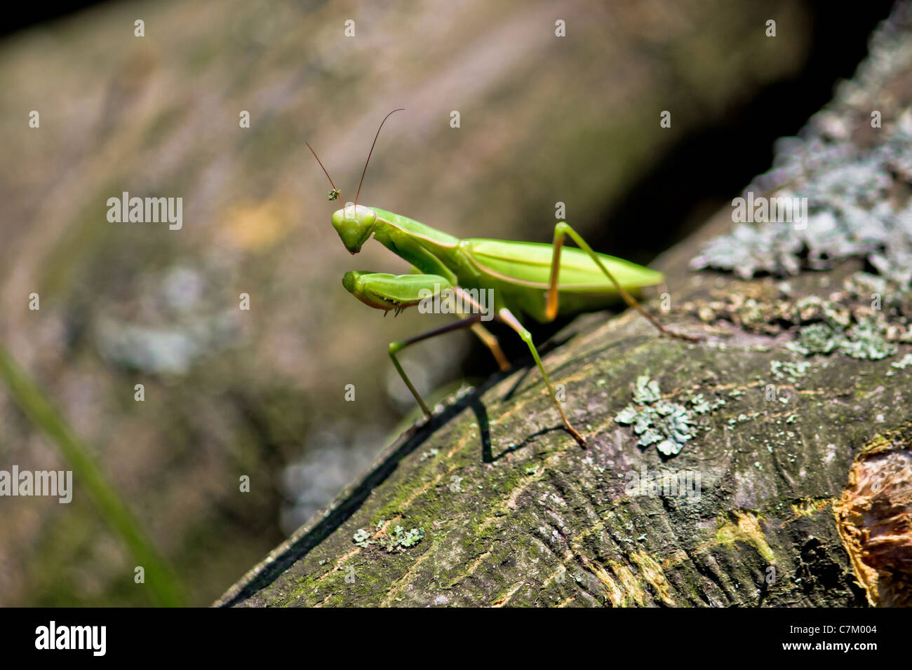 Green Praying Mantis in natural wooden environment Stock Photo - Alamy