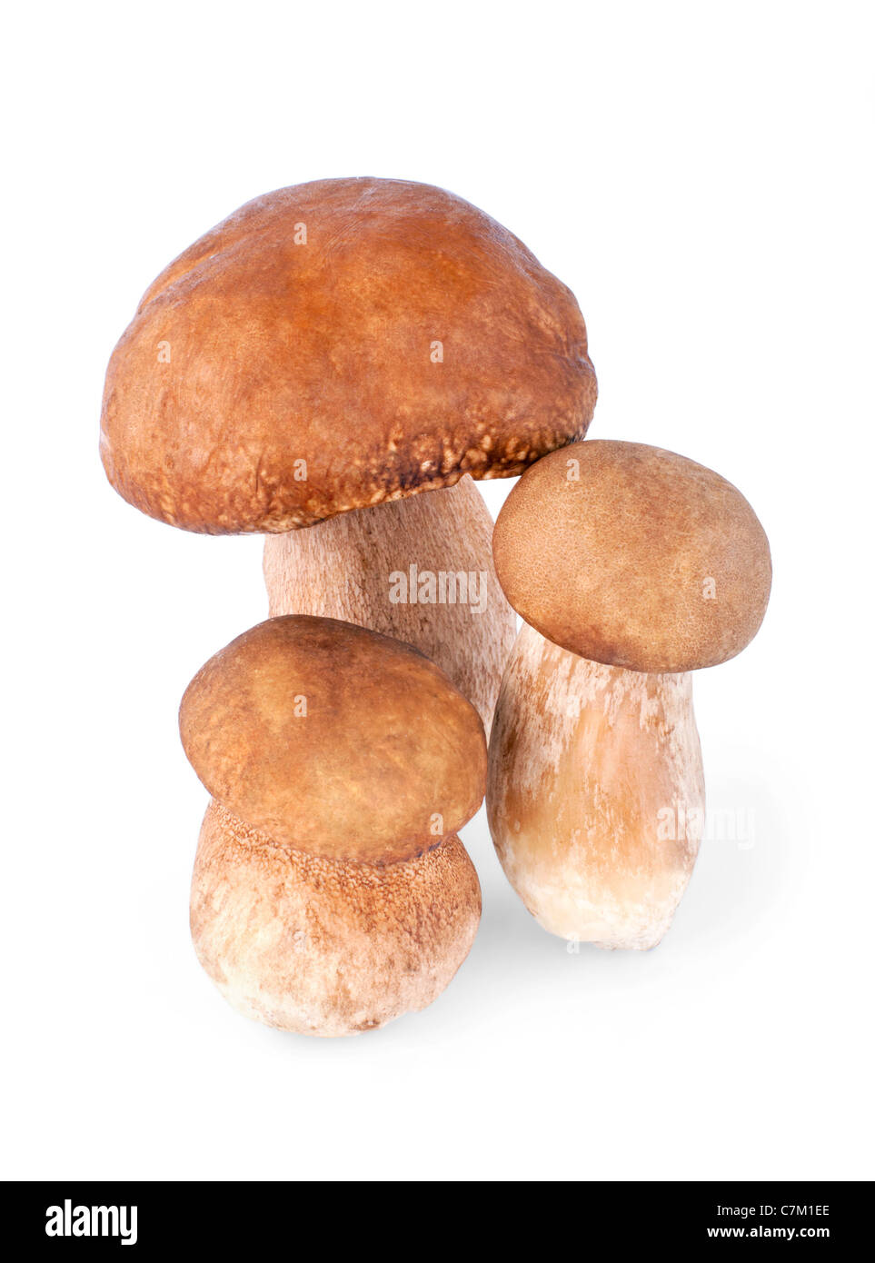 Three ceps isolated on white background Stock Photo - Alamy