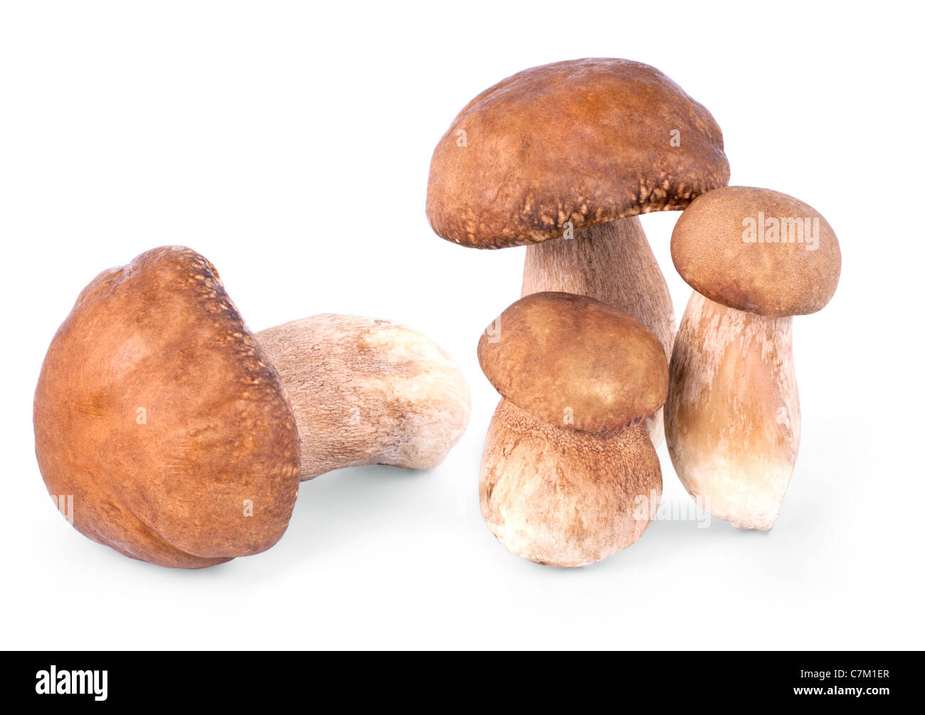 Four ceps isolated on white background Stock Photo - Alamy