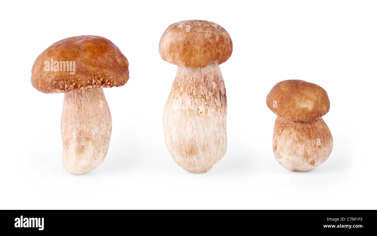 Three ceps isolated on white background Stock Photo - Alamy
