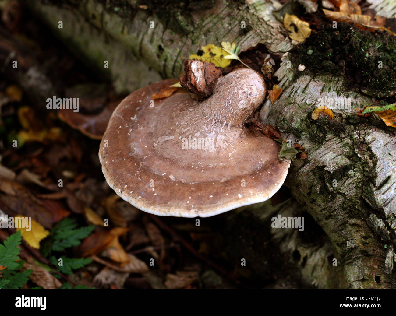 Piptoporus betulinus hi-res stock photography and images - Alamy