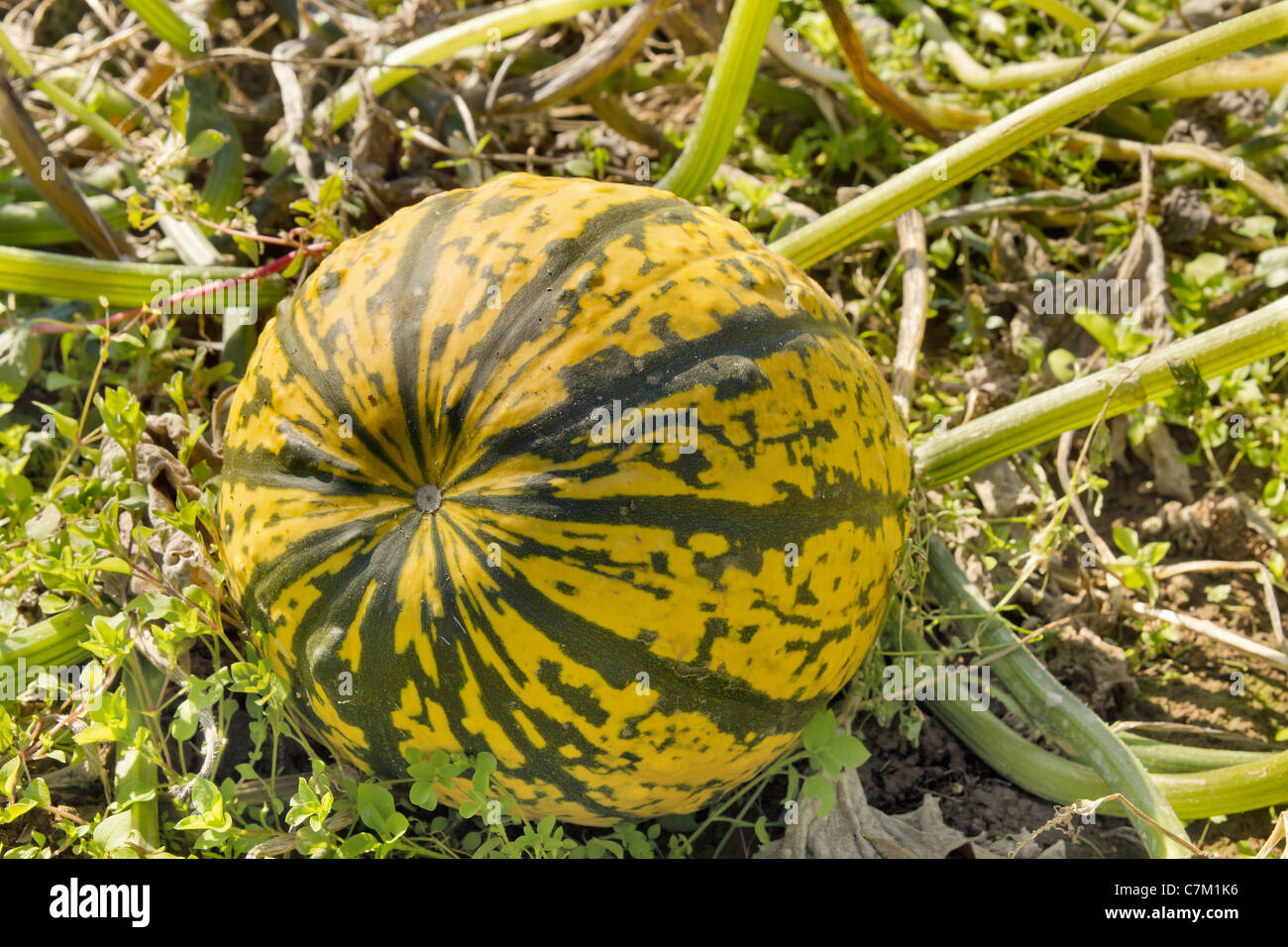 Squash melon hi-res stock photography and images - Alamy