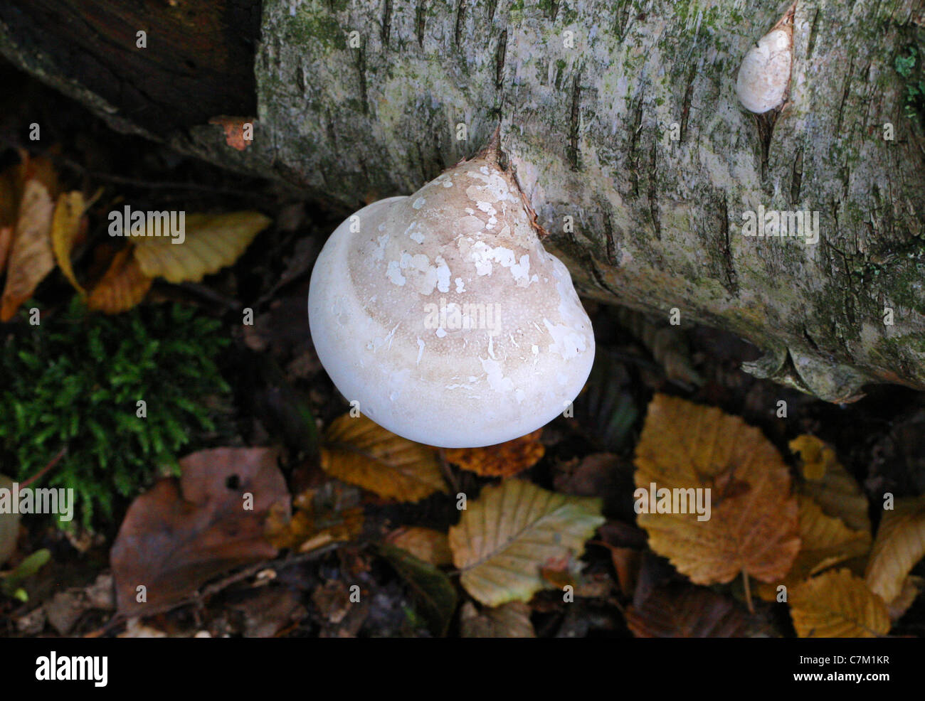 Birch Polypore or Razorstrop Fungus, Piptoporus betulinus ...