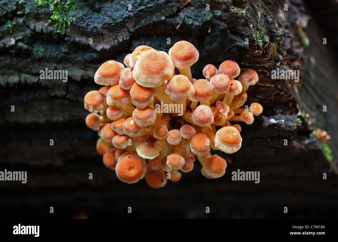 Brick-Red Hypholoma Fungus or Brick Tuft Hypholoma, Hypholoma ...