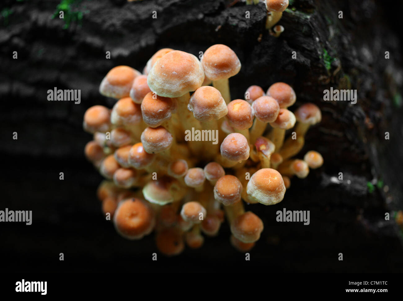 Brick-Red Hypholoma Fungus or Brick Tuft Hypholoma, Hypholoma ...