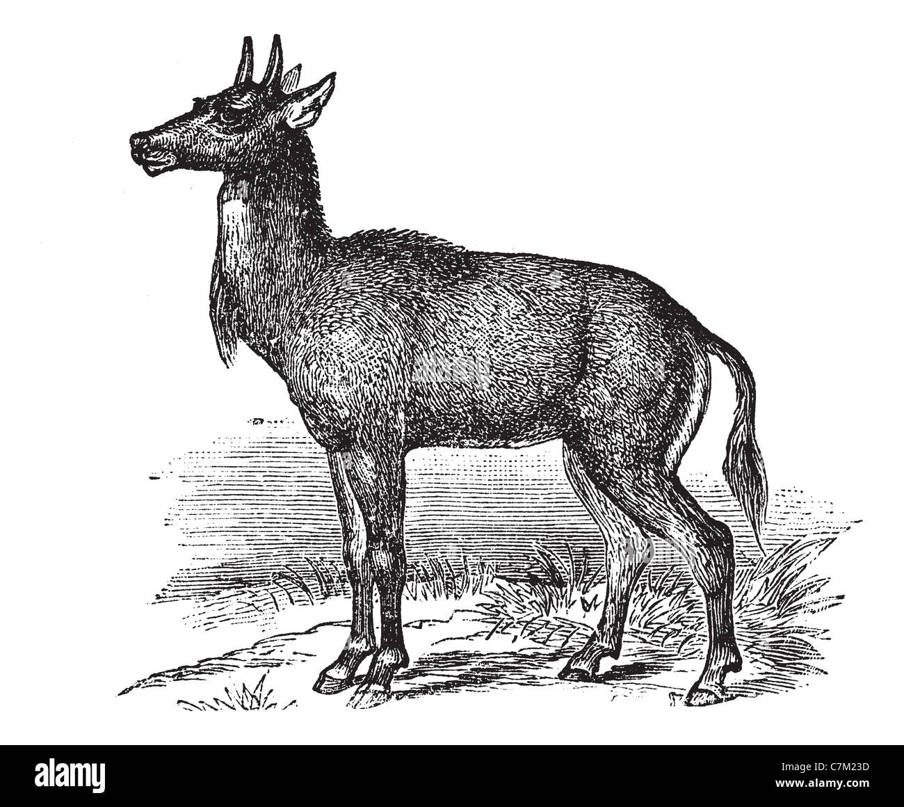 Nilgai or Nilgau or Boselaphus tragocamelus, vintage engraved ...
