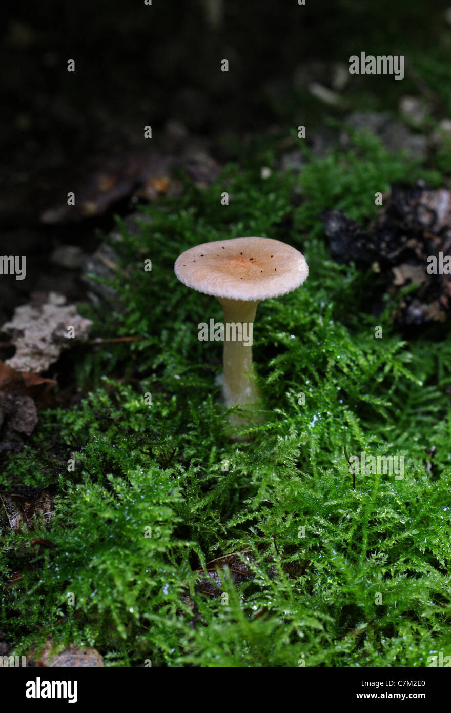 Fragrant funnel clitocybe fragrans tricholomataceae hi-res stock ...
