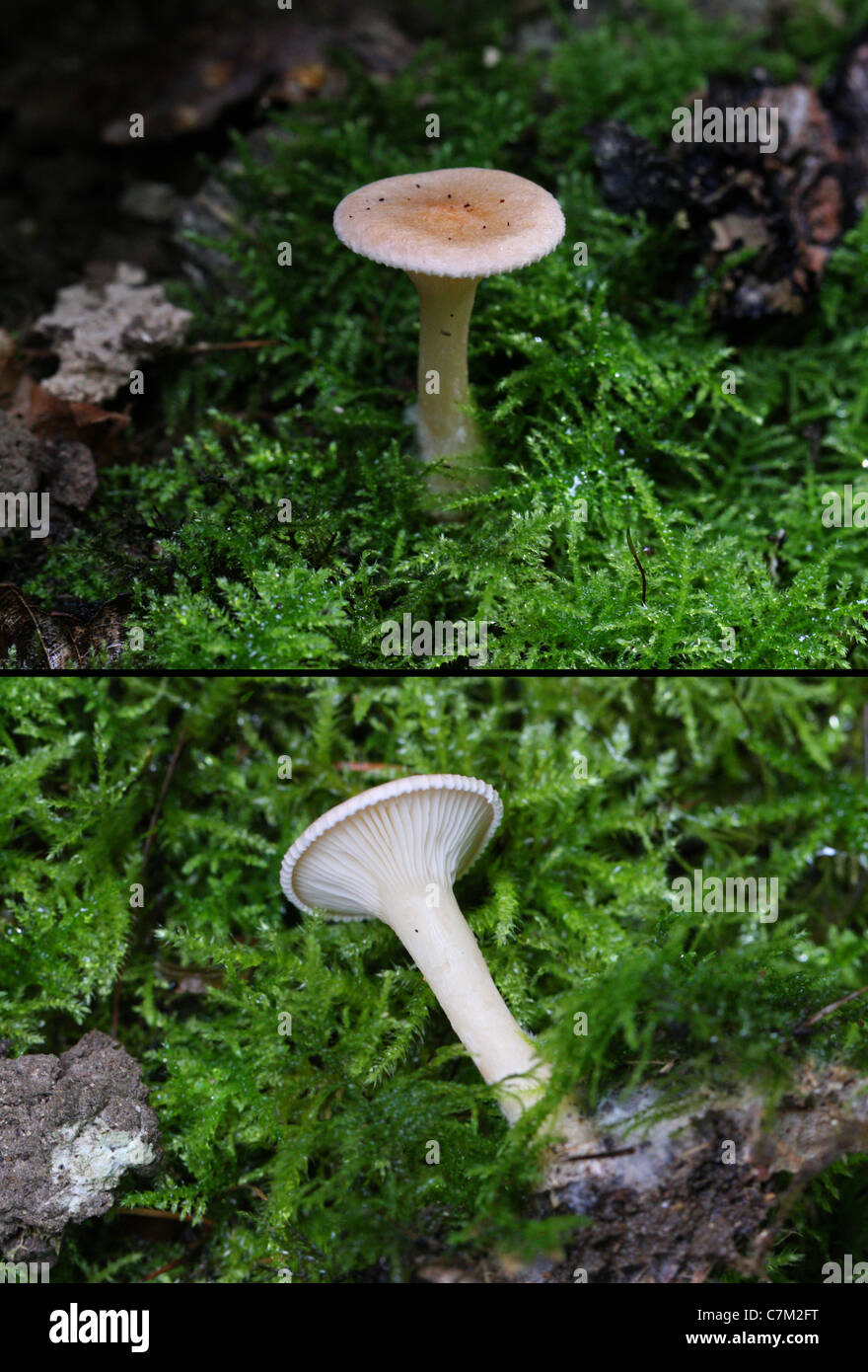 Fragrant Funnel, Clitocybe fragrans, Tricholomataceae. Two Image ...