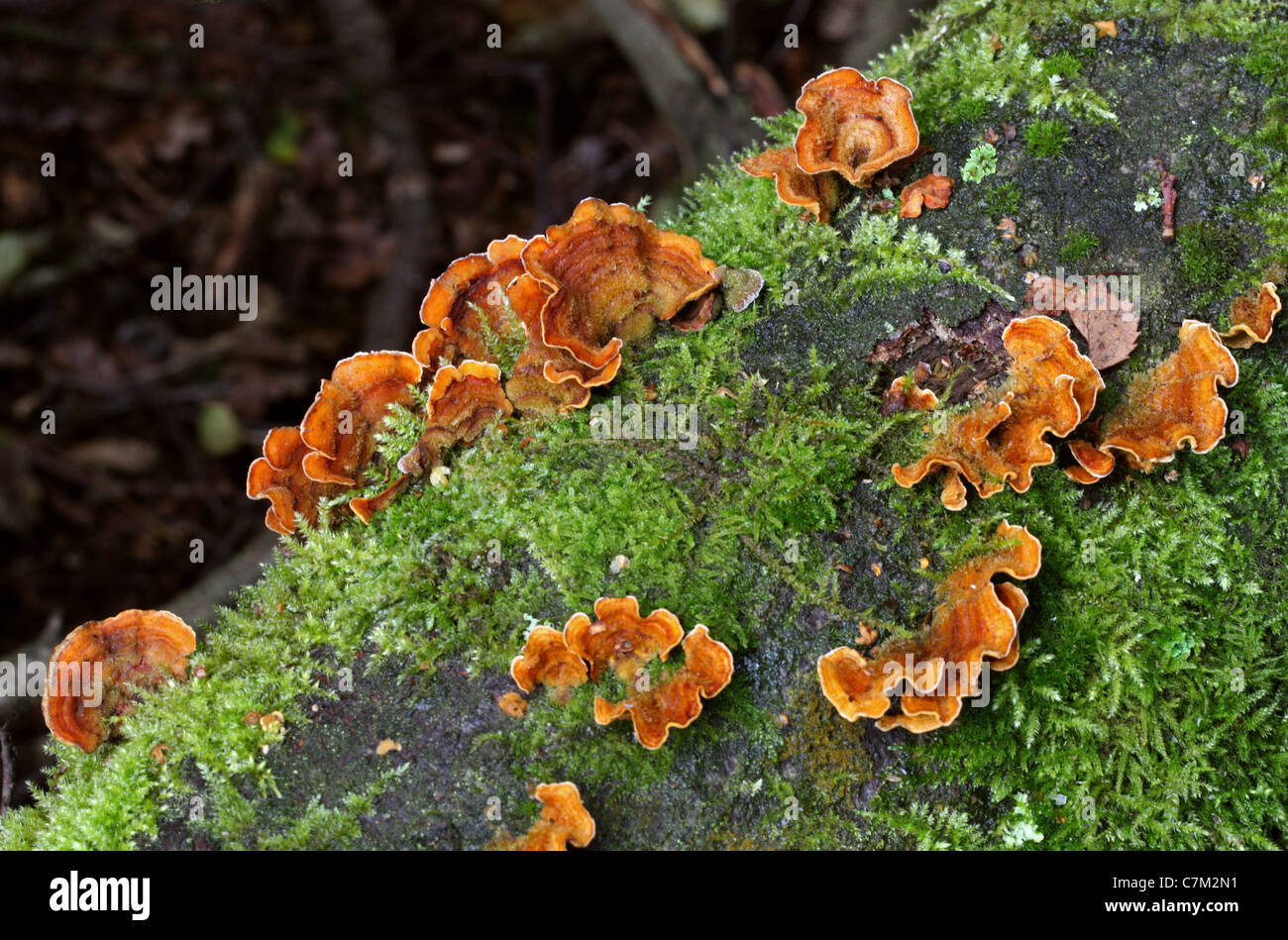 Yellow stereum fungus hi-res stock photography and images - Alamy