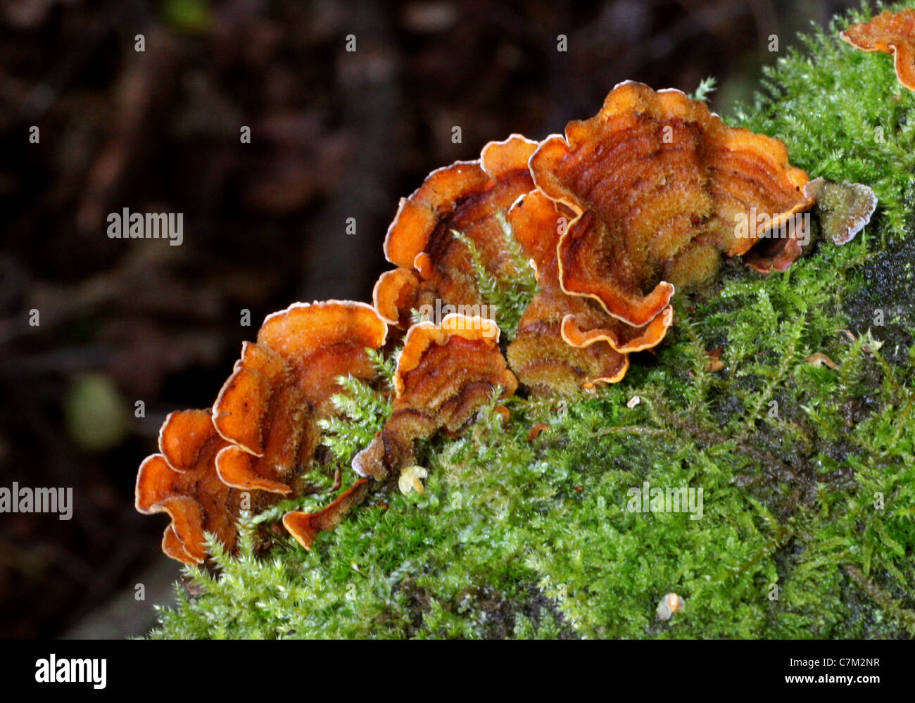 Yellowing Curtain Crust, Stereum subtomentosum, Stereaceae Stock Photo ...