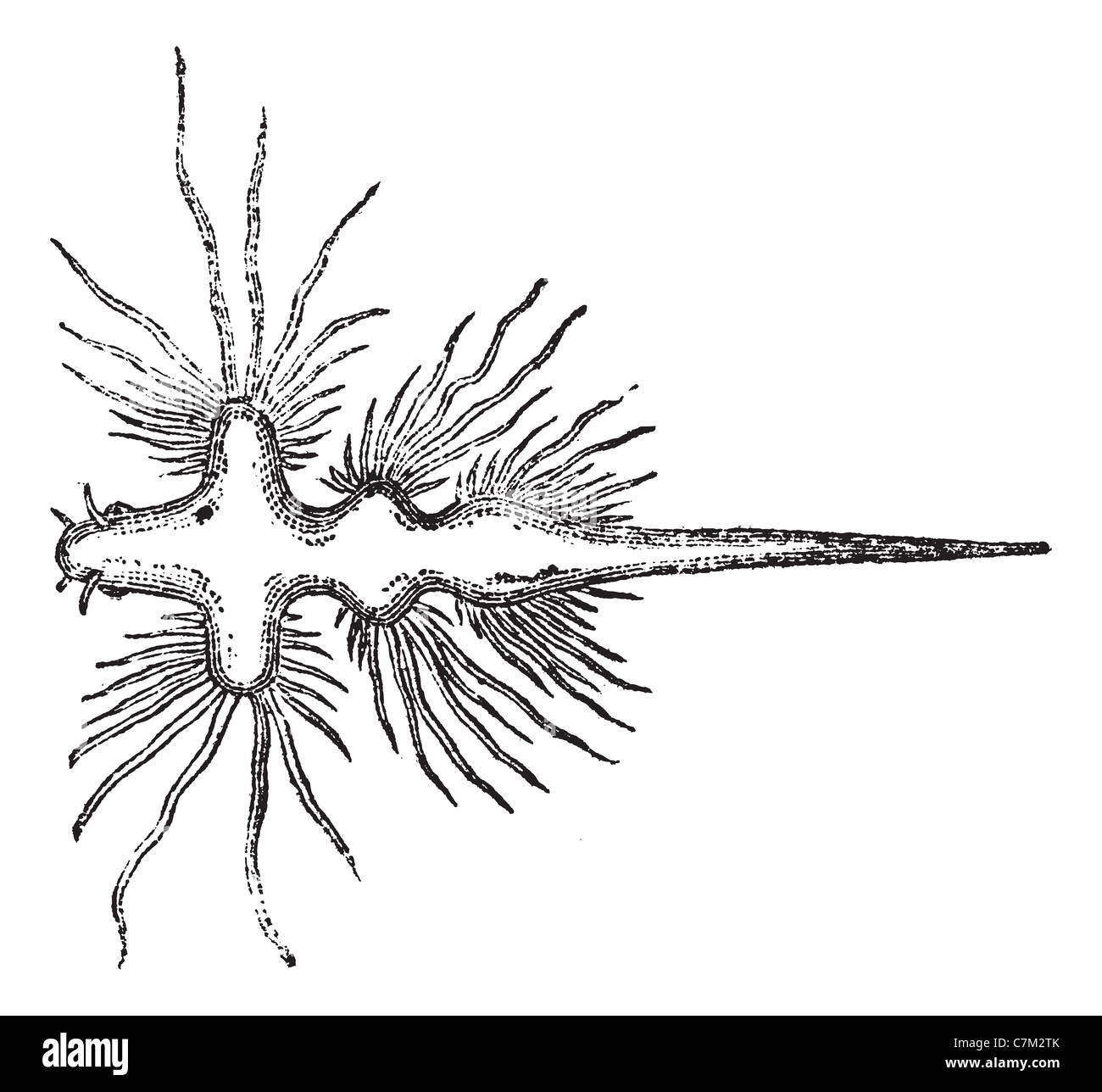 Nudibranch Diagram