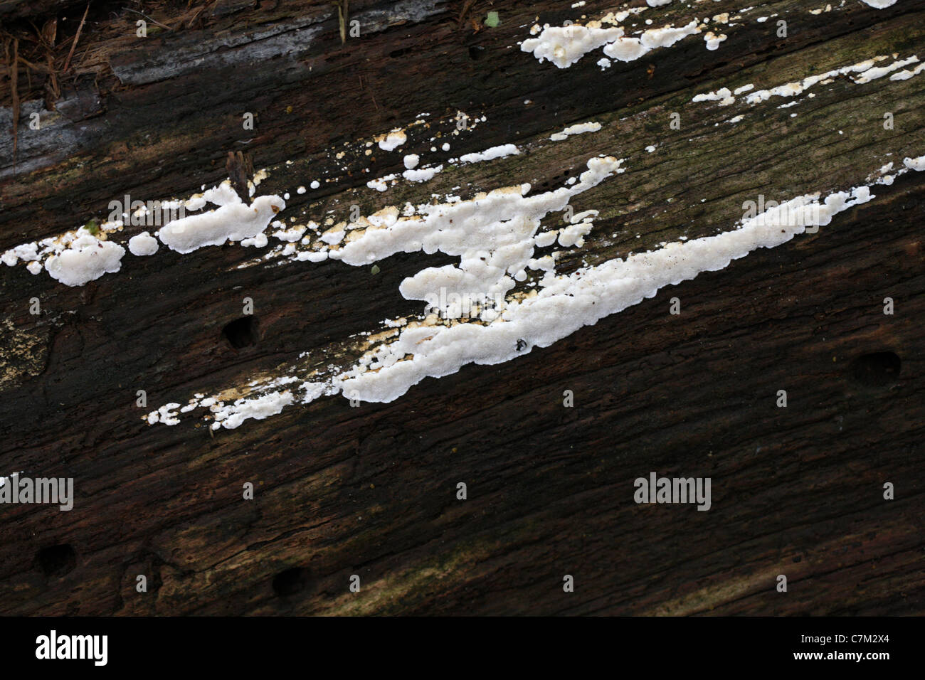 Corium High Resolution Stock Photography and Images - Alamy