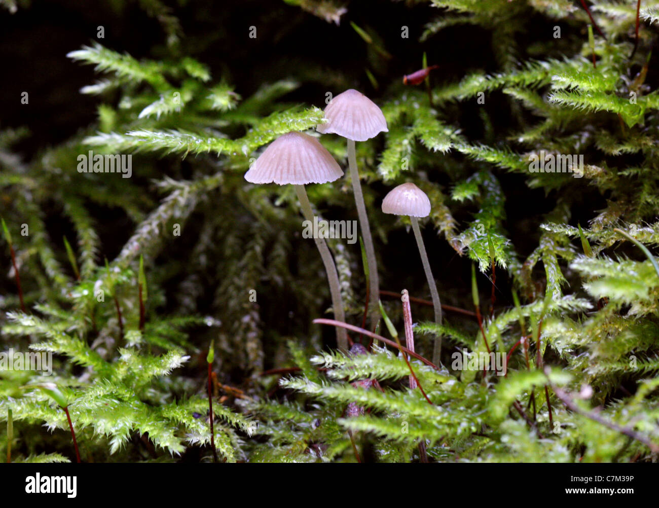 Pink gills hi-res stock photography and images - Alamy