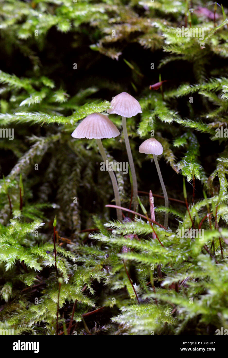 Pink mycena hi-res stock photography and images - Alamy