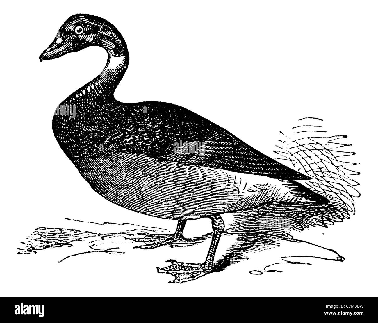 The Brent Goose, Black Brant, vintage engraving vintage engraved ...