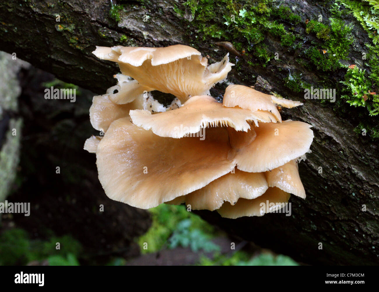 Pale Oyster Fungus, Pleurotus pulmonarius, Pleurotaceae Stock Photo - Alamy