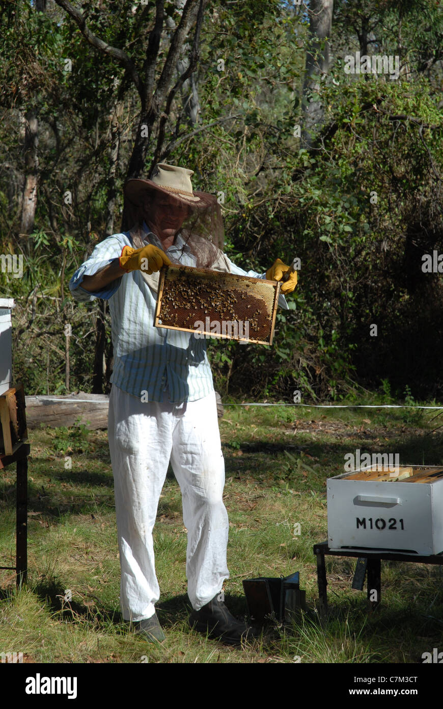 Australian honey bees hi-res stock photography and images - Alamy