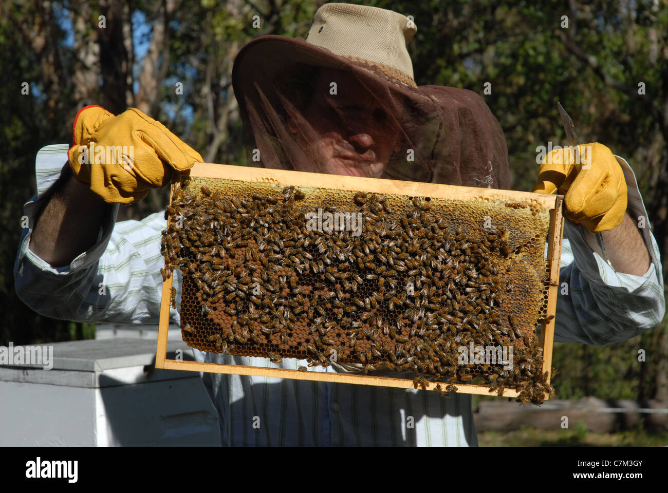 Apiarist australia hi-res stock photography and images - Alamy