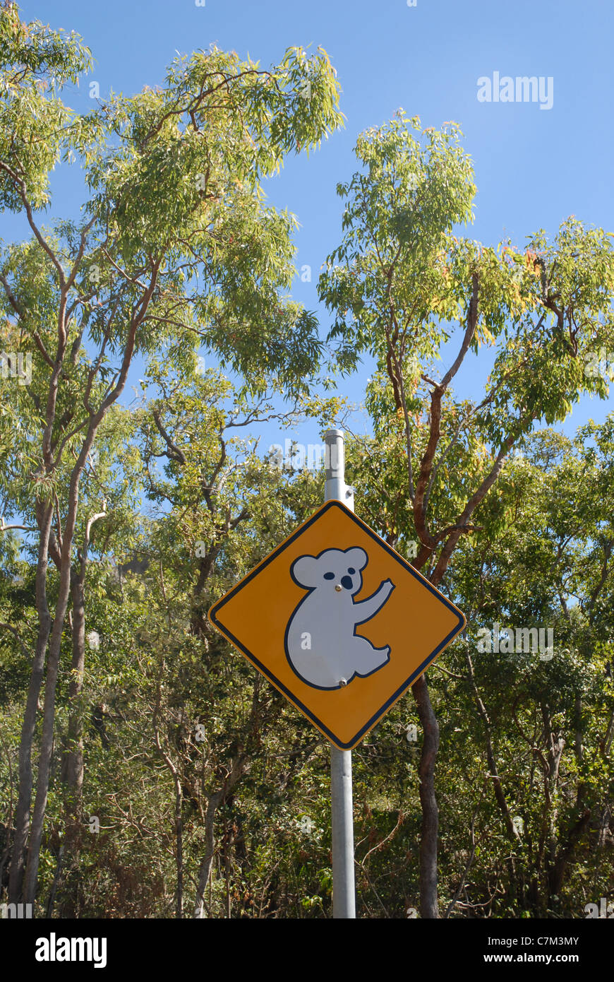 Koala australia natural habitat hi-res stock photography and images - Alamy