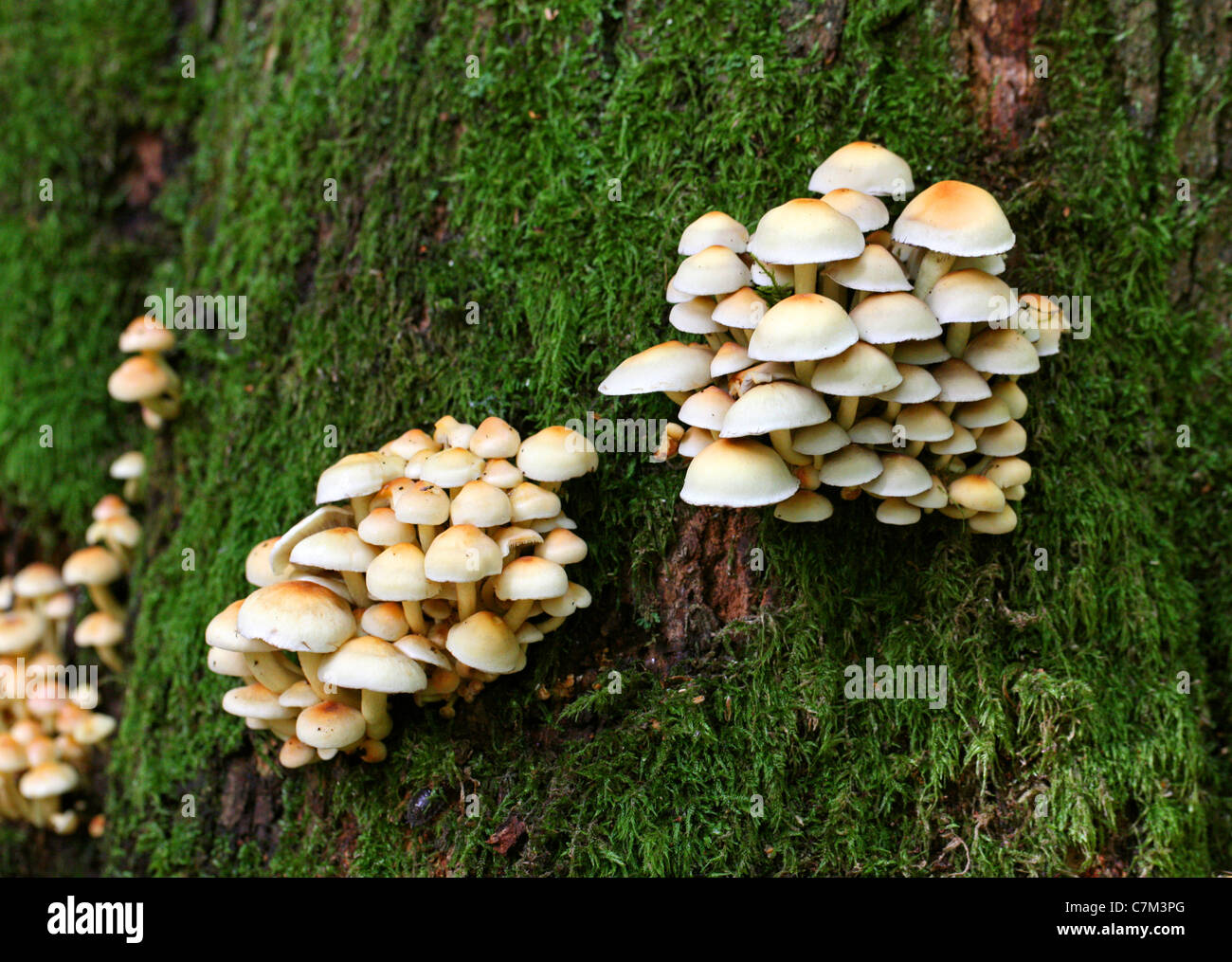 Sulphur Tuft Fungus, Hypholoma fasciculare, Strophariaceae Stock Photo ...
