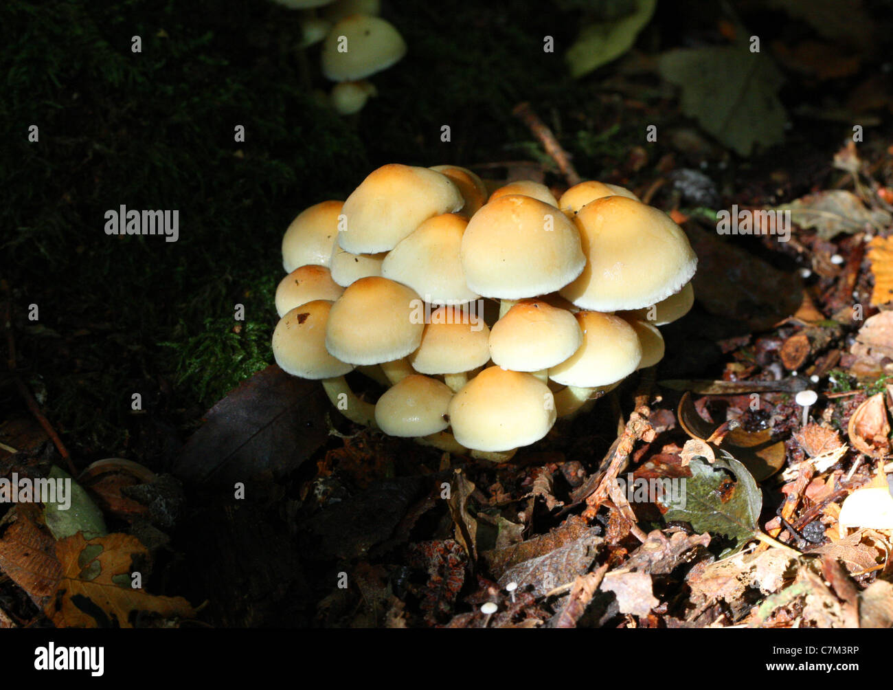 Sulphur Tuft Fungus, Hypholoma fasciculare, Strophariaceae Stock Photo ...