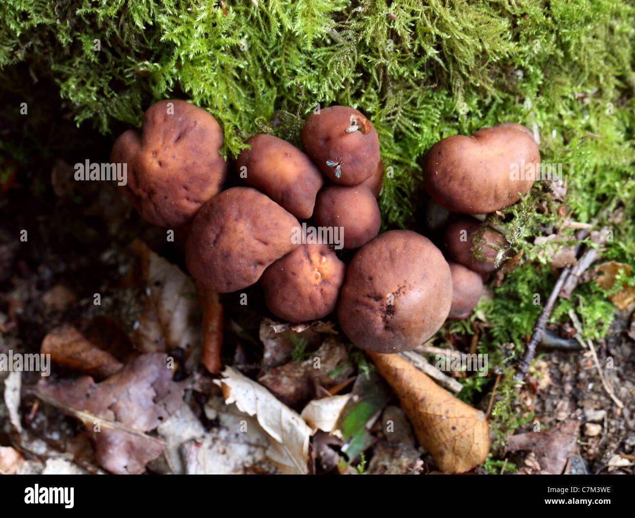 Spindle Toughshank or Spindleshank Fungus, Collybia fusipes ...
