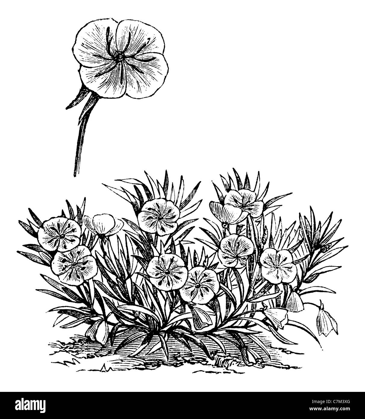 Evening primrose flower Black and White Stock Photos & Images - Alamy