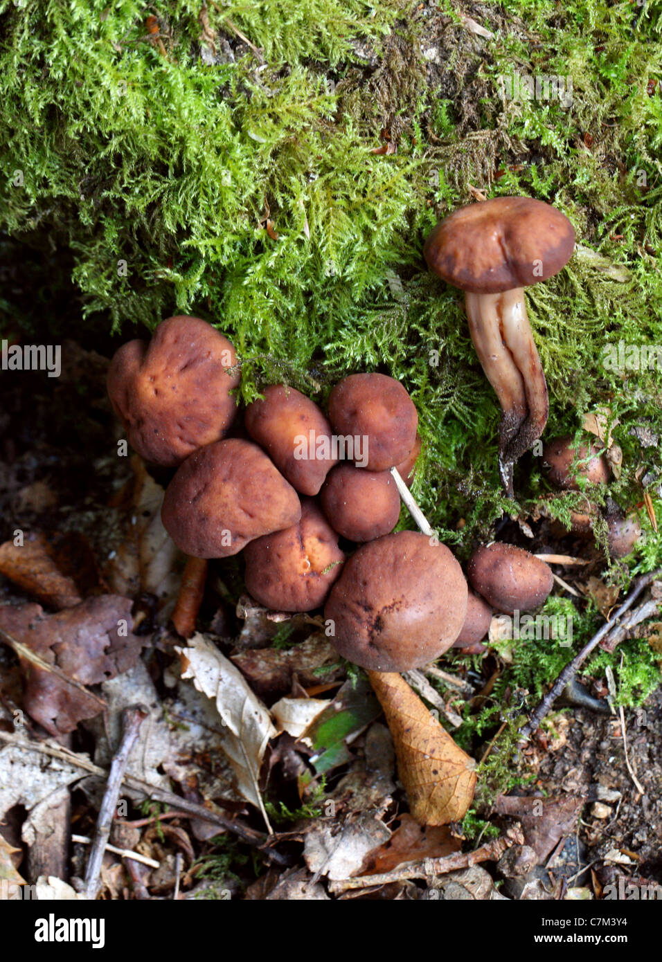 Spindle Toughshank or Spindleshank Fungus, Collybia fusipes ...
