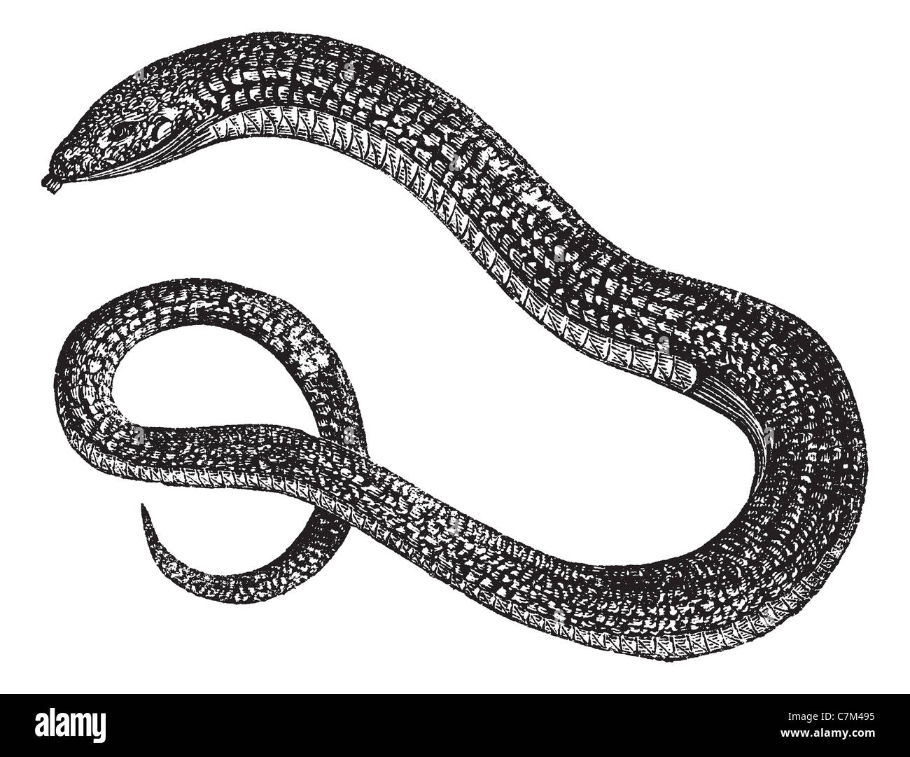 Glass lizard snake ophisaurus High Resolution Stock Photography and ...