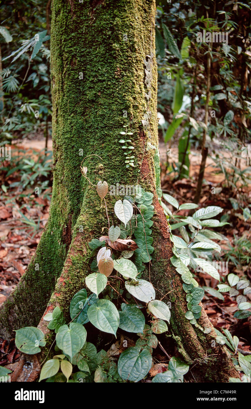 Mulu National Park, Sarawak, Borneo, East Malaysia, aerial roots of ...