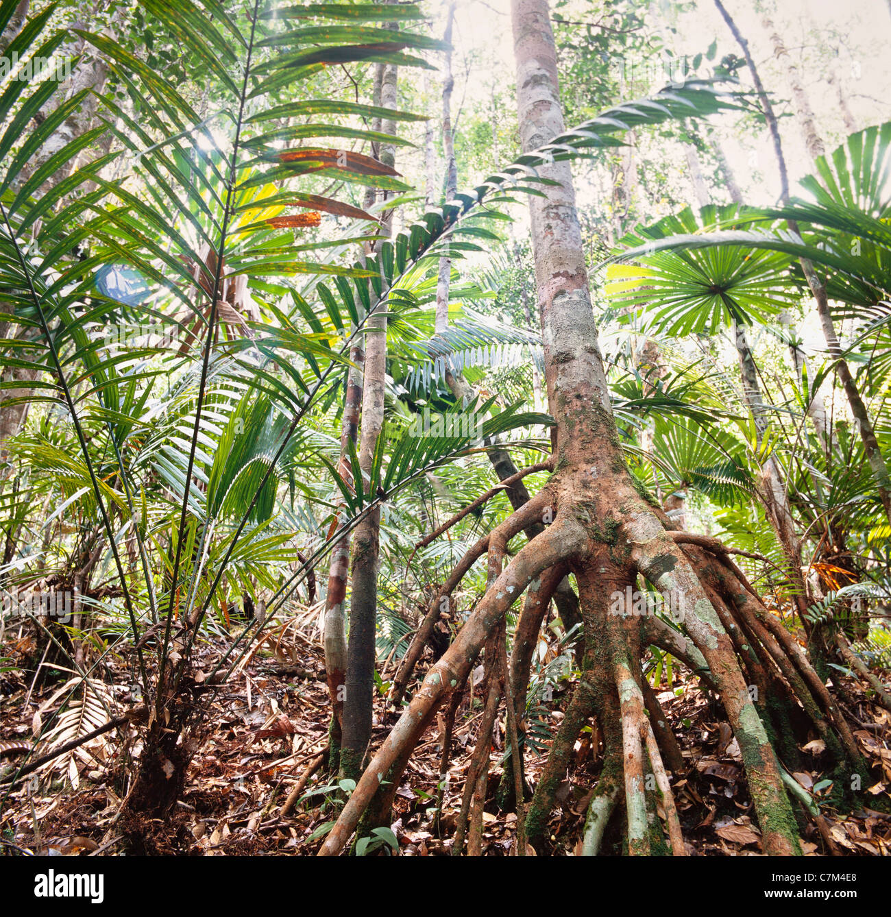 Aerial roots, rattan, rainforest undergrowth, Mulu National Park ...