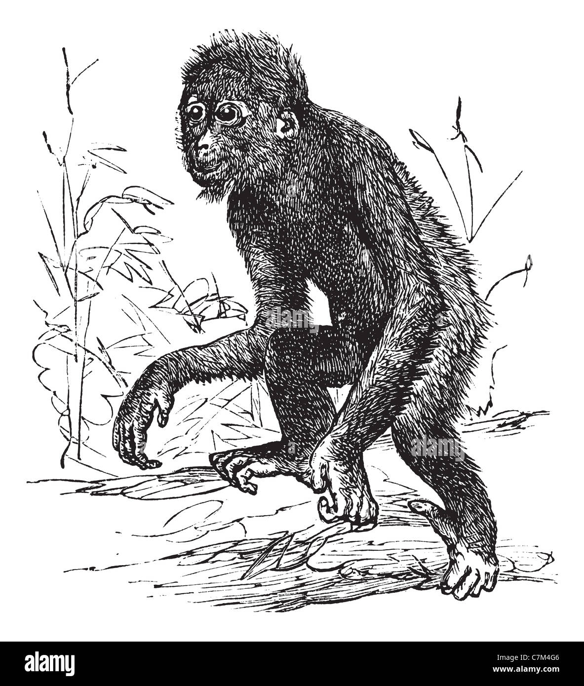 Orangutan or Pithecus satyrus, vintage engraved illustration. Trousset ...