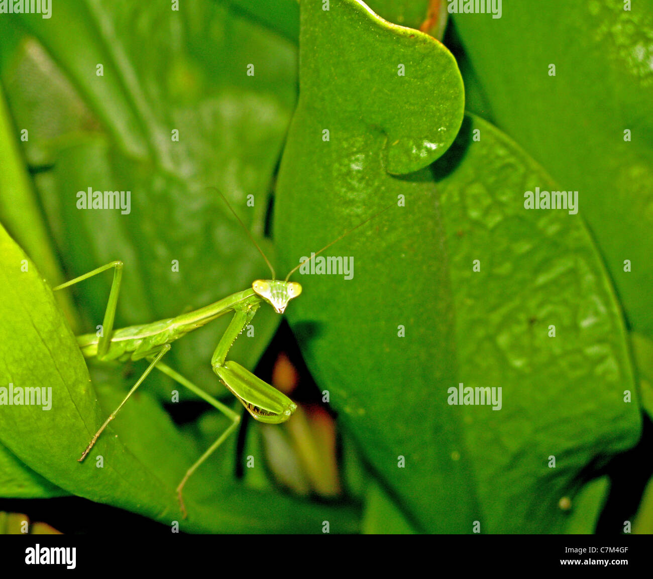 Mantis viridis hi-res stock photography and images - Alamy