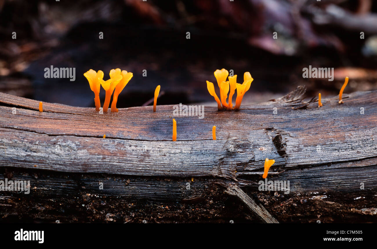 Forest floor fungi hi-res stock photography and images - Alamy