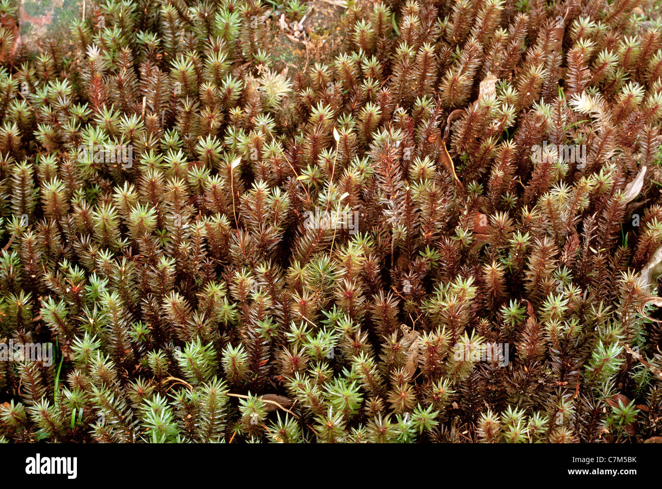 Biodiversity rainforest canopy jungle ecosystem forest mosses hi-res ...