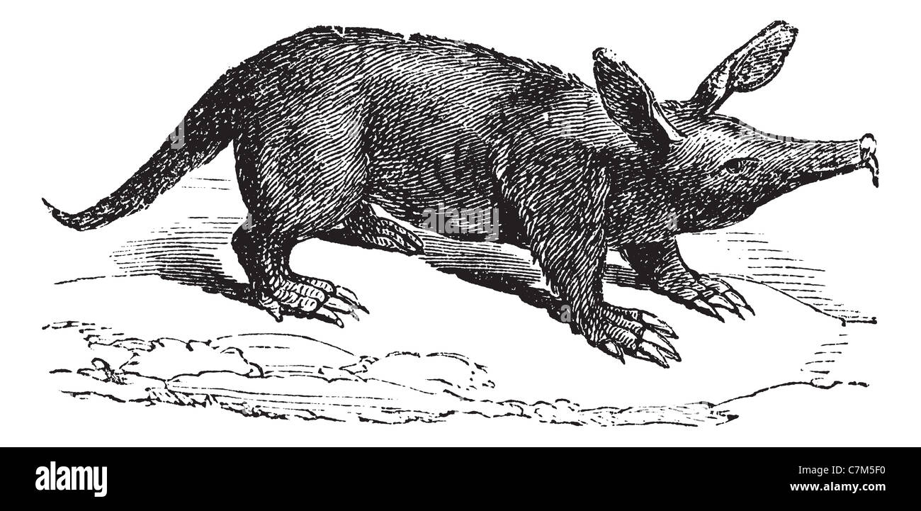 Aardvark digging hi-res stock photography and images - Alamy