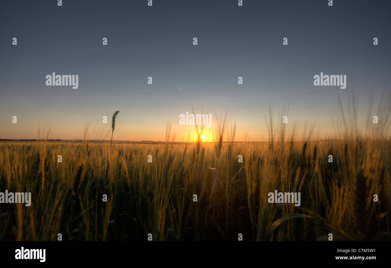 Crop sunset hi-res stock photography and images - Alamy