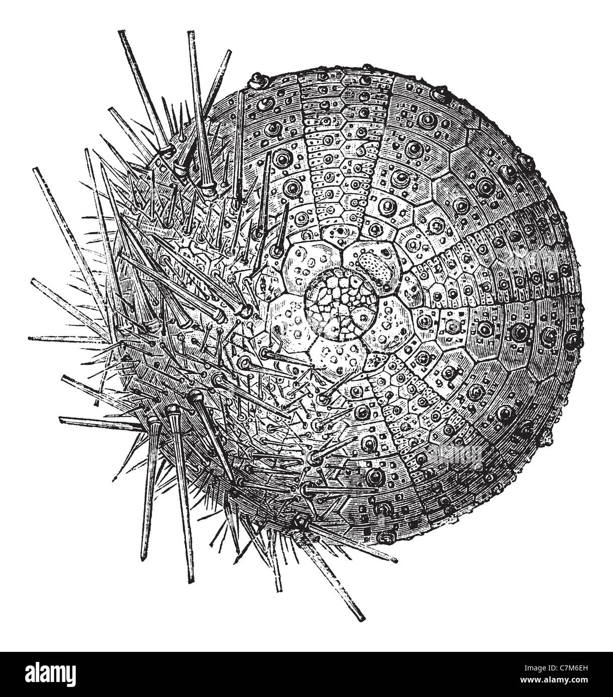 Sea Urchin Shell Diagram