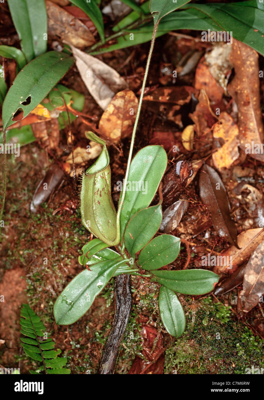 Biodiversity rainforest canopy jungle ecosystem pitcher plant hi-res ...