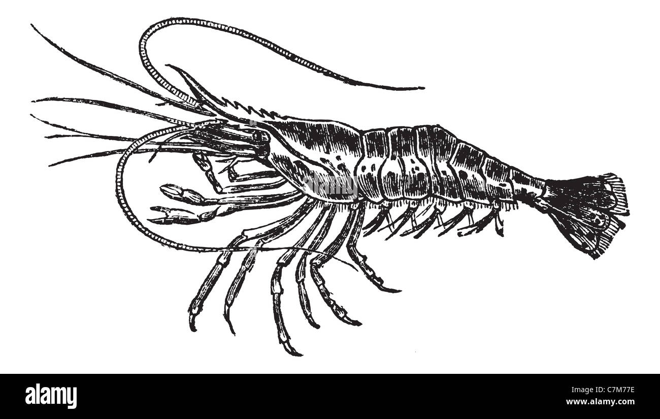 Common prawn or Palaemon trilianus, vintage engraving. Old engraved ...