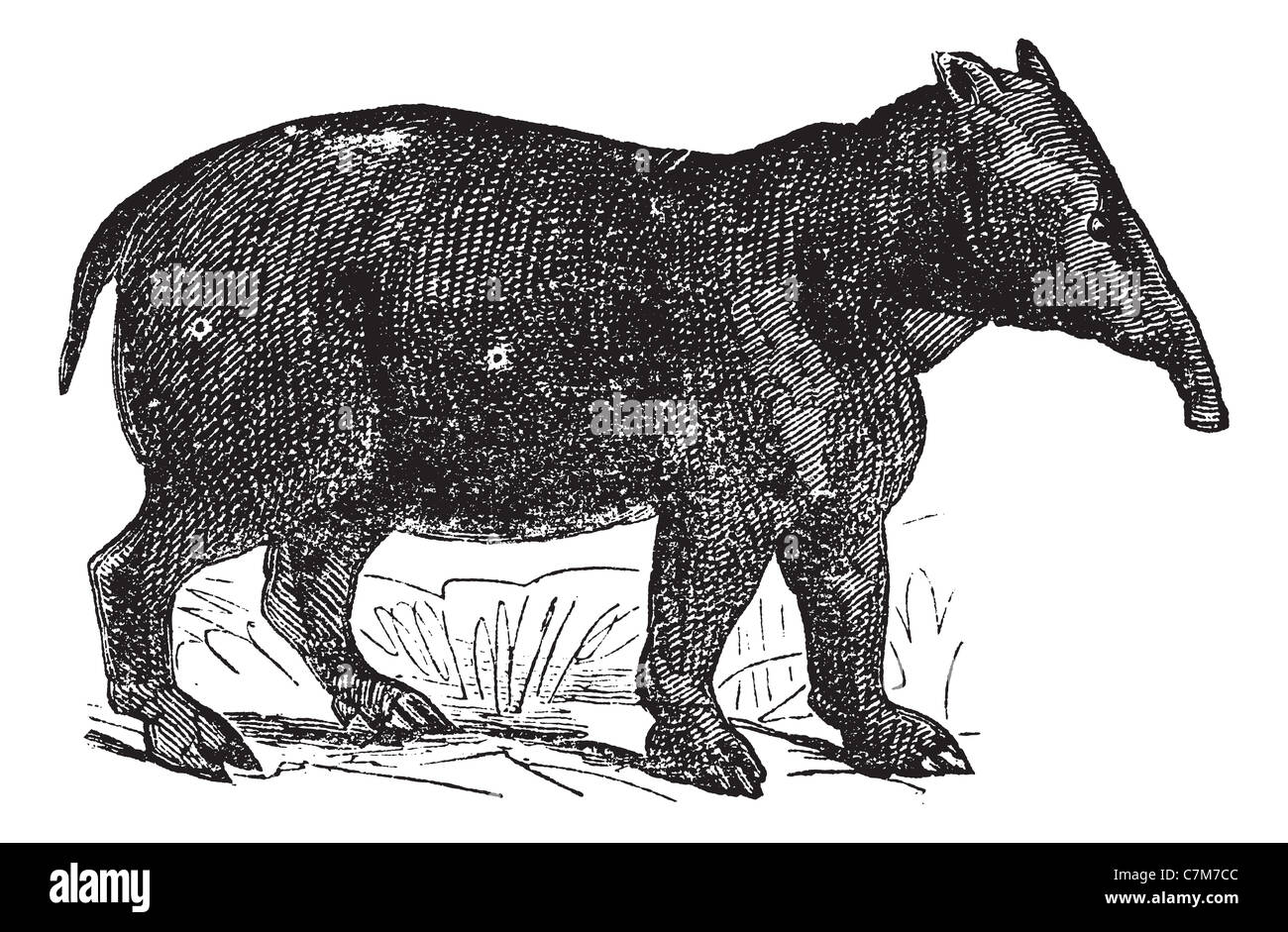 Palaeotherium, vintage engraved illustration. Trousset encyclopedia ...