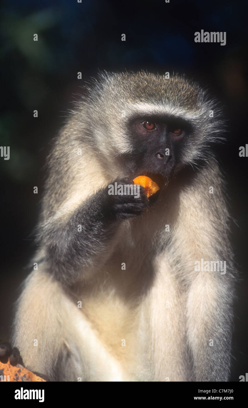 Green Vervet monkey, Cercopithecus aethiops, Augrabies Falls, South ...