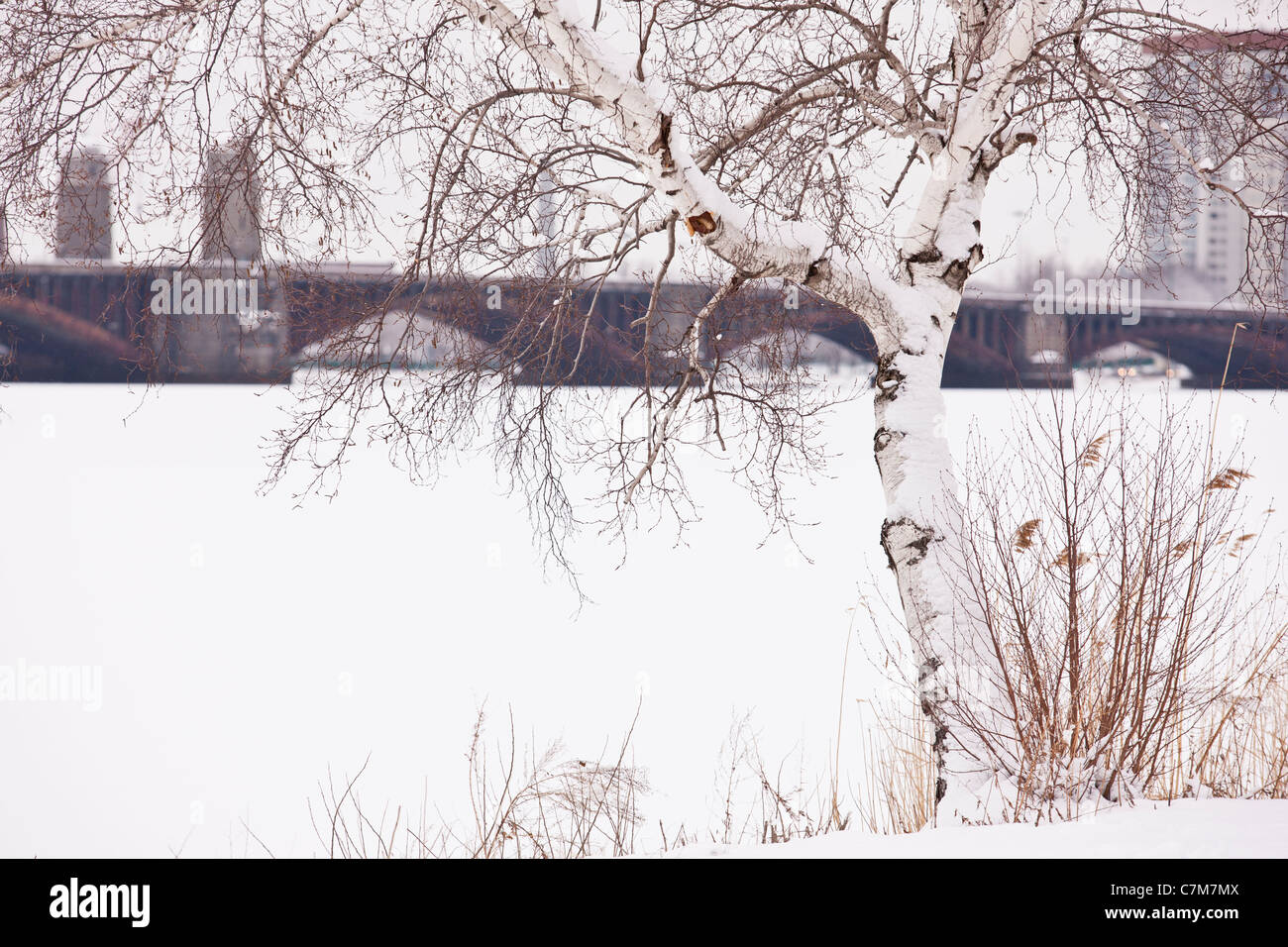 River birch tree hi-res stock photography and images - Alamy