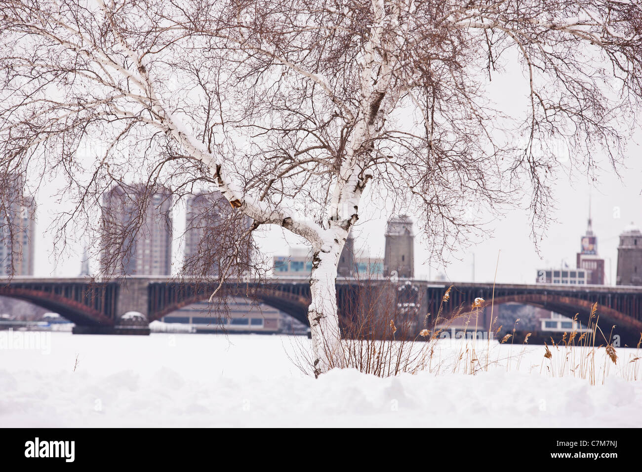 Birch tree on the esplanade with Charles River and Longfellow Bridge in ...